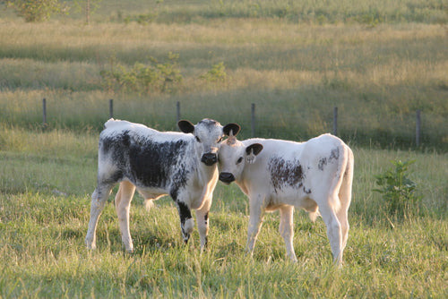 Chapel Hill Farm Randall Linebacks